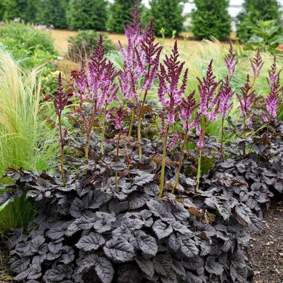 Astilbe Shade Flowers — Plant and Bloom Design Studio