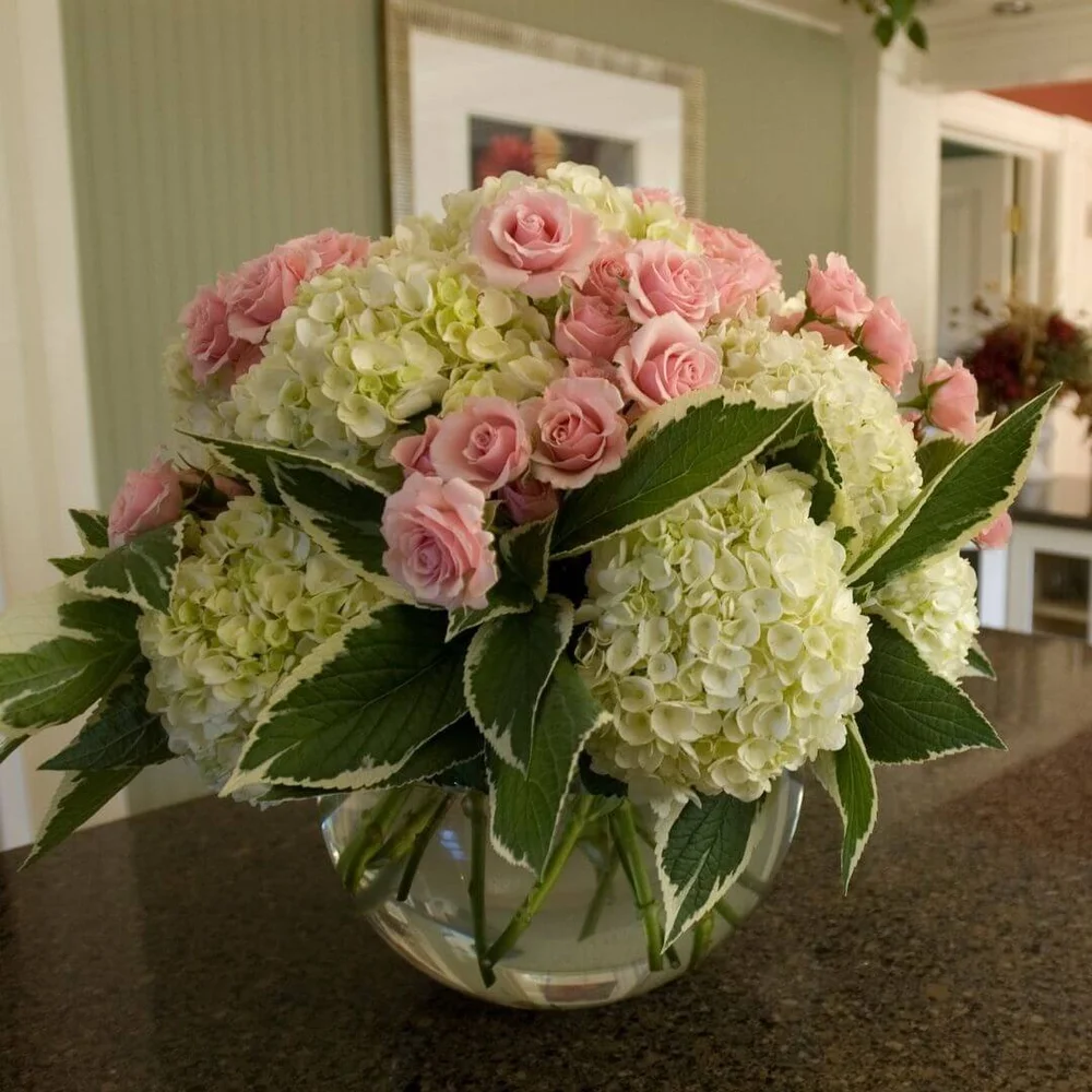Endless Summer® Blushing Bride Hydrangea — Plant and Bloom Design Studio