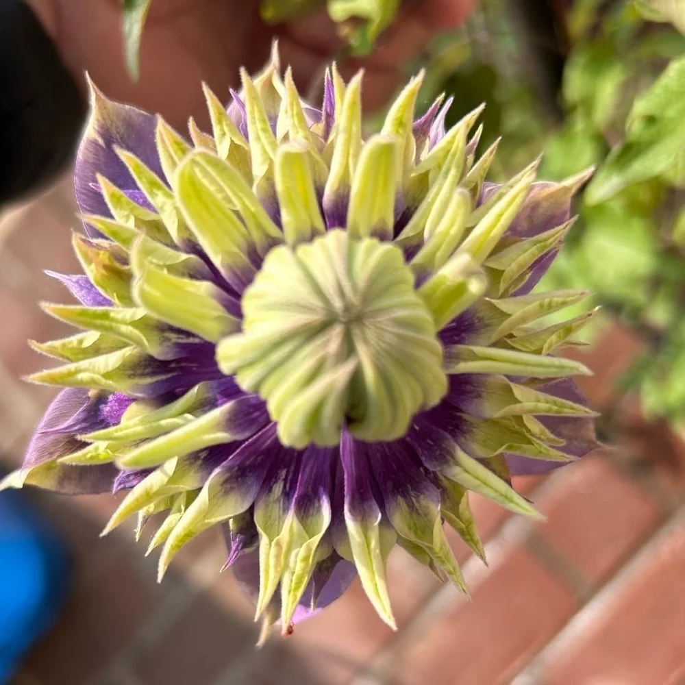 Clematis Taiga Vine — Plant and Bloom Design Studio