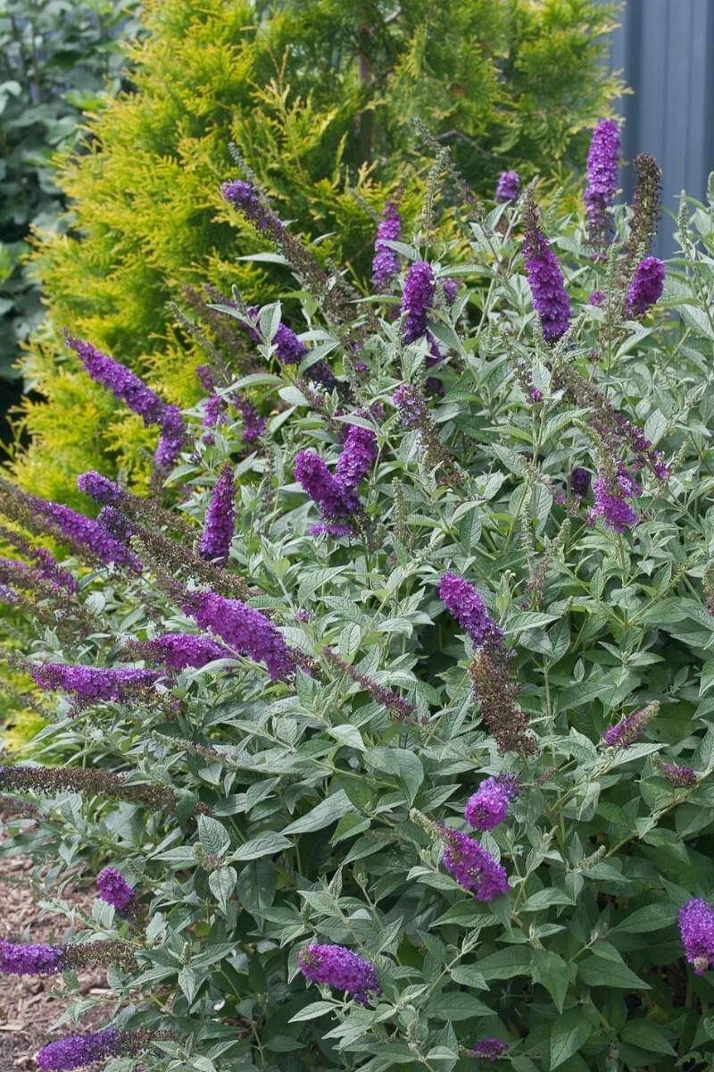 7 Non-Invasive Butterfly Bush Varieties — Plant and Bloom Design Studio