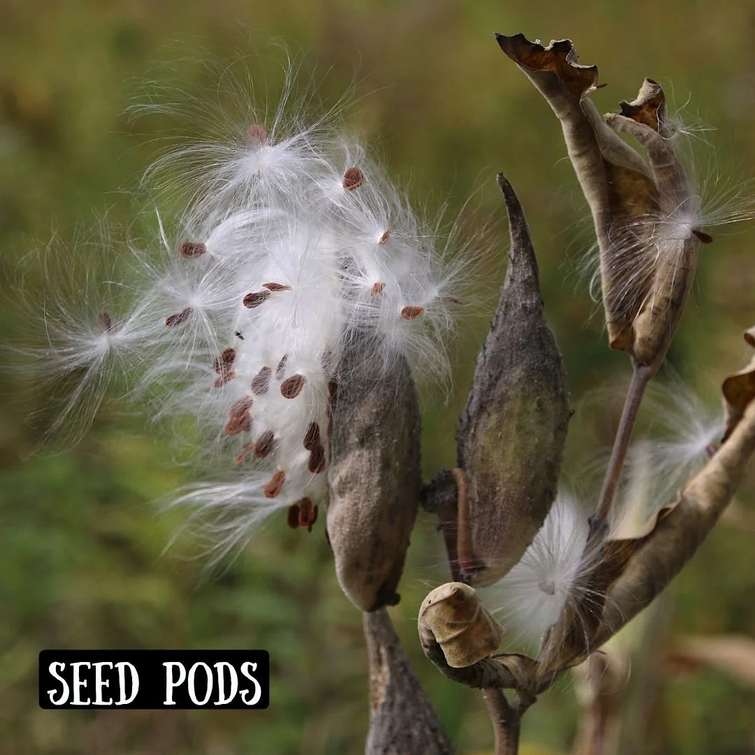 Butterfly Weed (Asclepias tuberosa): A Complete Growing Guide — Plant ...