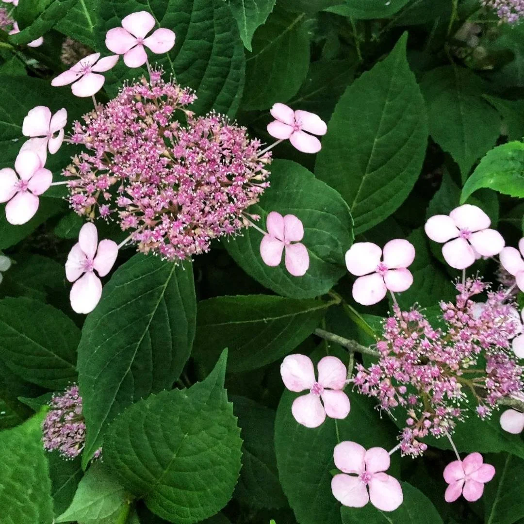 The Mountain Hydrangea — Plant and Bloom Design Studio