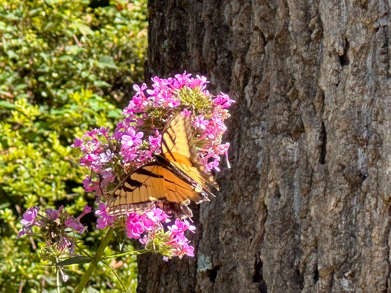 10 Best Butterfly Nectar Plants — Plant and Bloom Design Studio