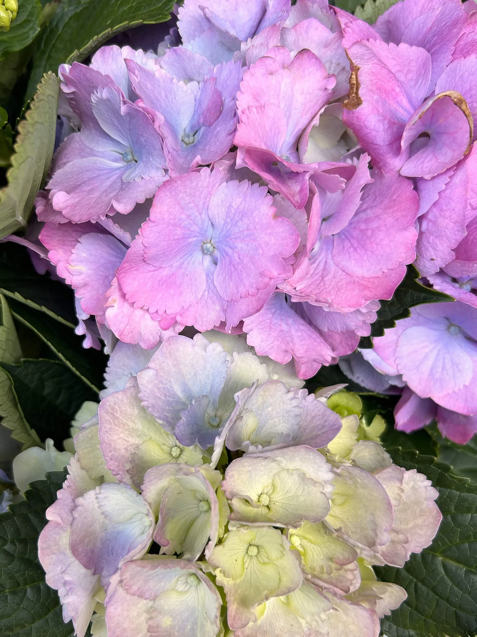 Mathilda Gutges Bigleaf Hydrangea (Hydrangea macrophylla 'Mathilda ...