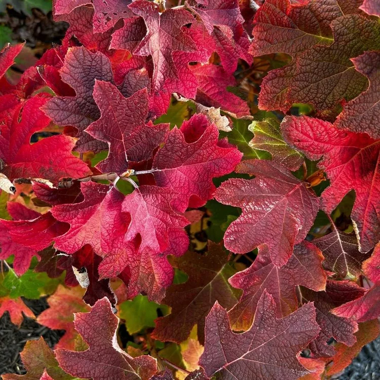 Ruby Slippers Oakleaf Hydrangea: Care, Size & Fall Color Guide — Plant ...