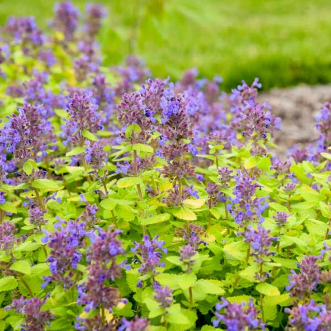 Catmint (Nepeta) — Plant and Bloom Design Studio