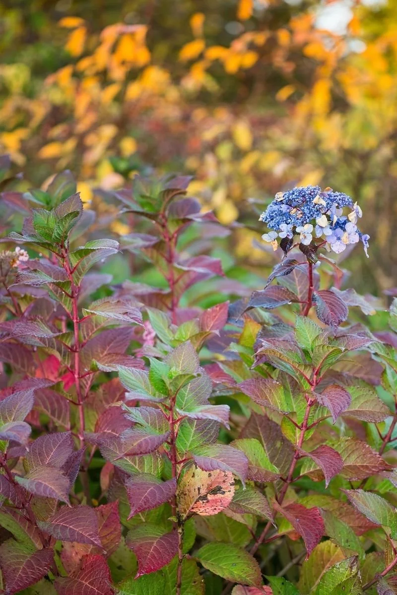 10 Fall Bushes That Turn Red — Plant and Bloom Design Studio