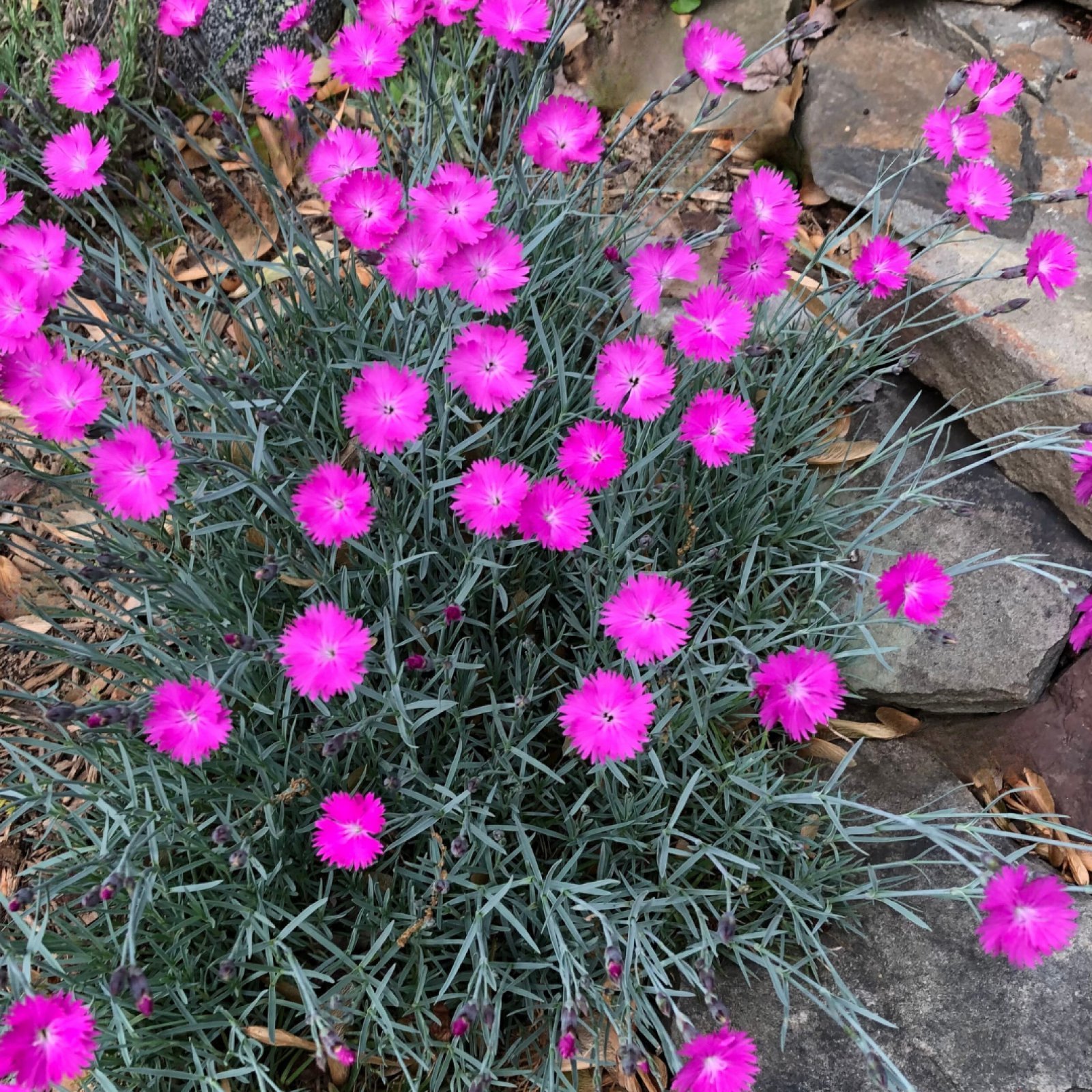Firewitch Dianthus (Dianthus gratianopolitanus 'Feuerhexe' — Plant and ...