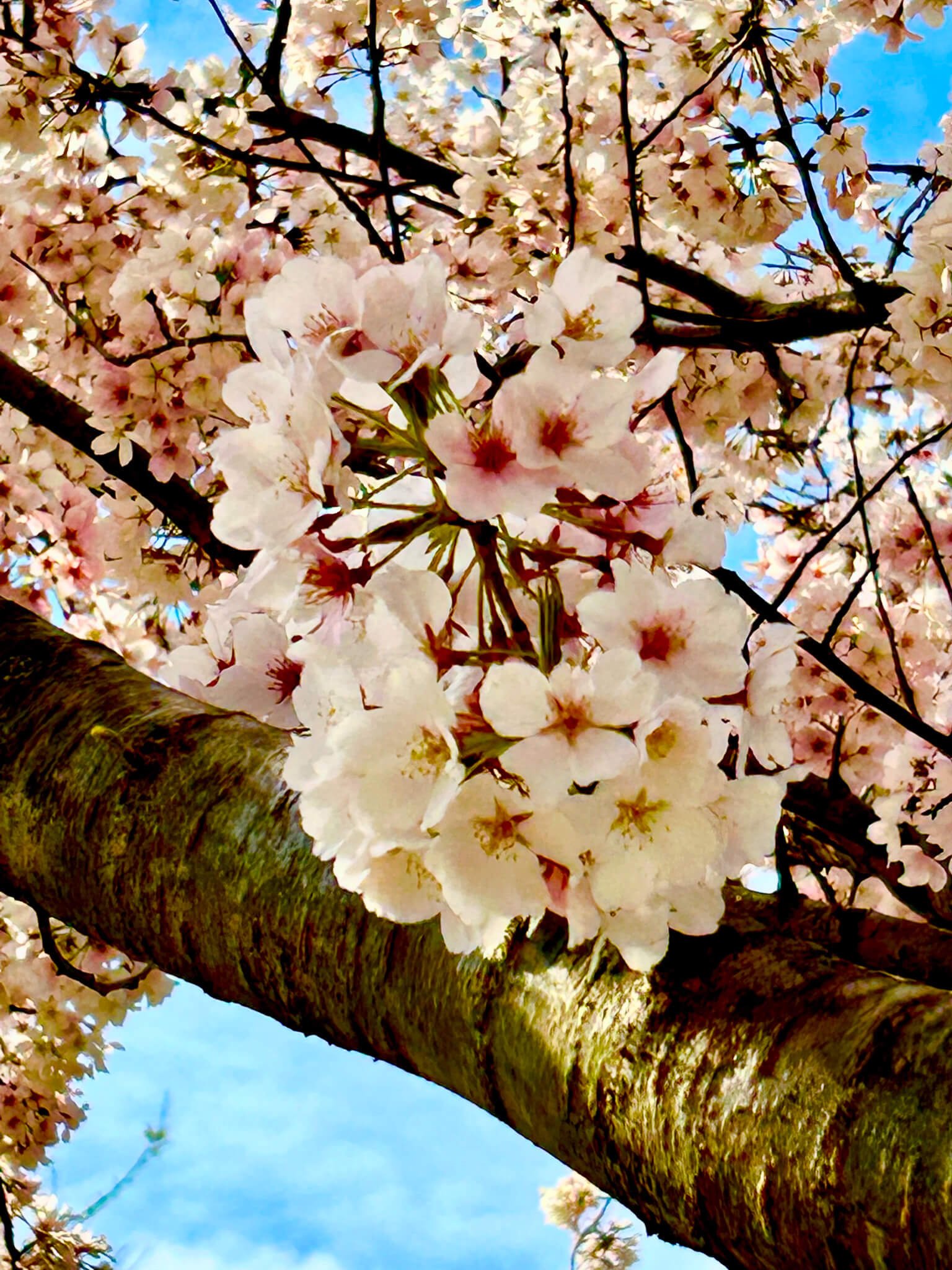 Yoshino Cherry Tree — Plant and Bloom Design Studio