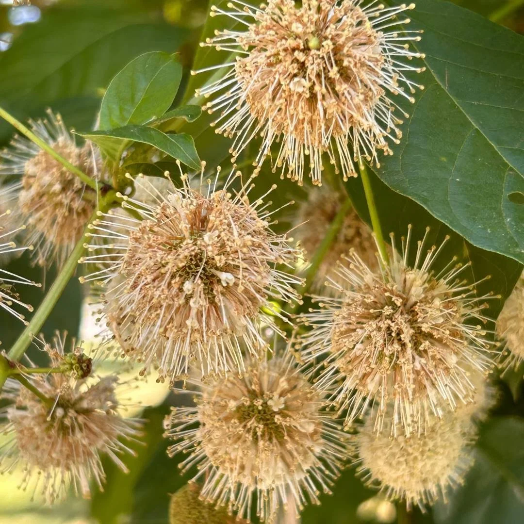11 Wet Soil Shrubs That Absorb Water (Including Evergreens) — Plant and ...