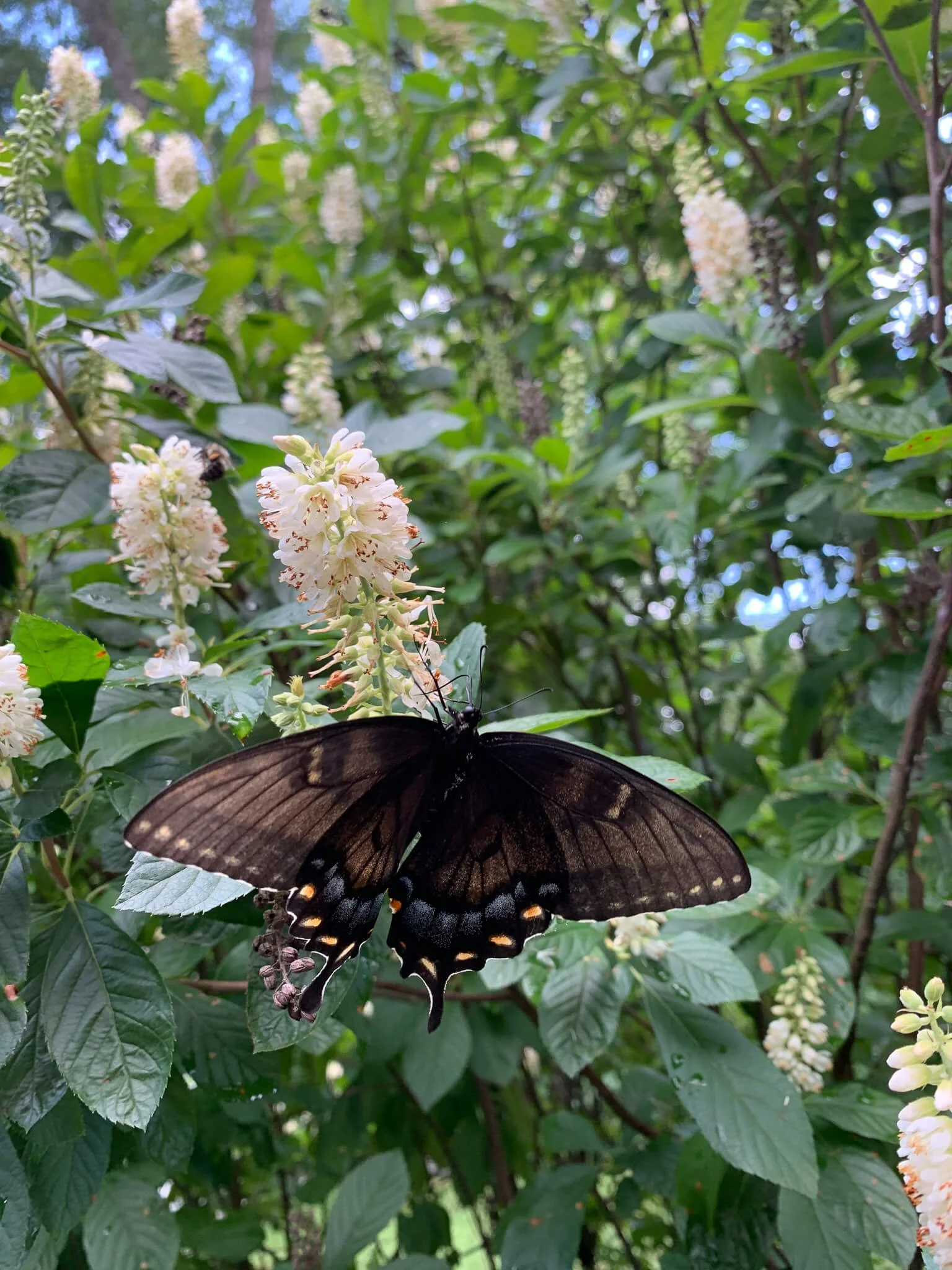 10 Best Butterfly Nectar Plants — Plant and Bloom Design Studio