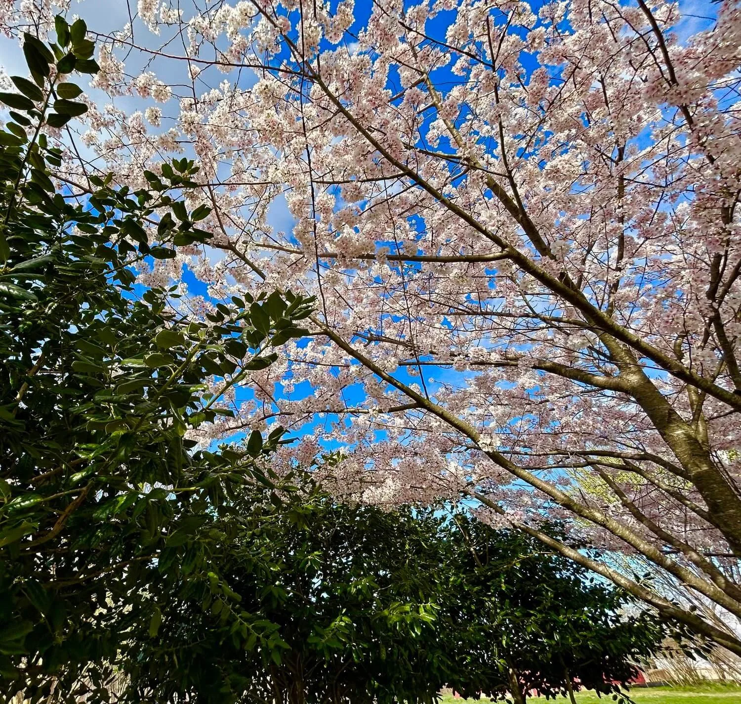 Yoshino Cherry Tree — Plant and Bloom Design Studio