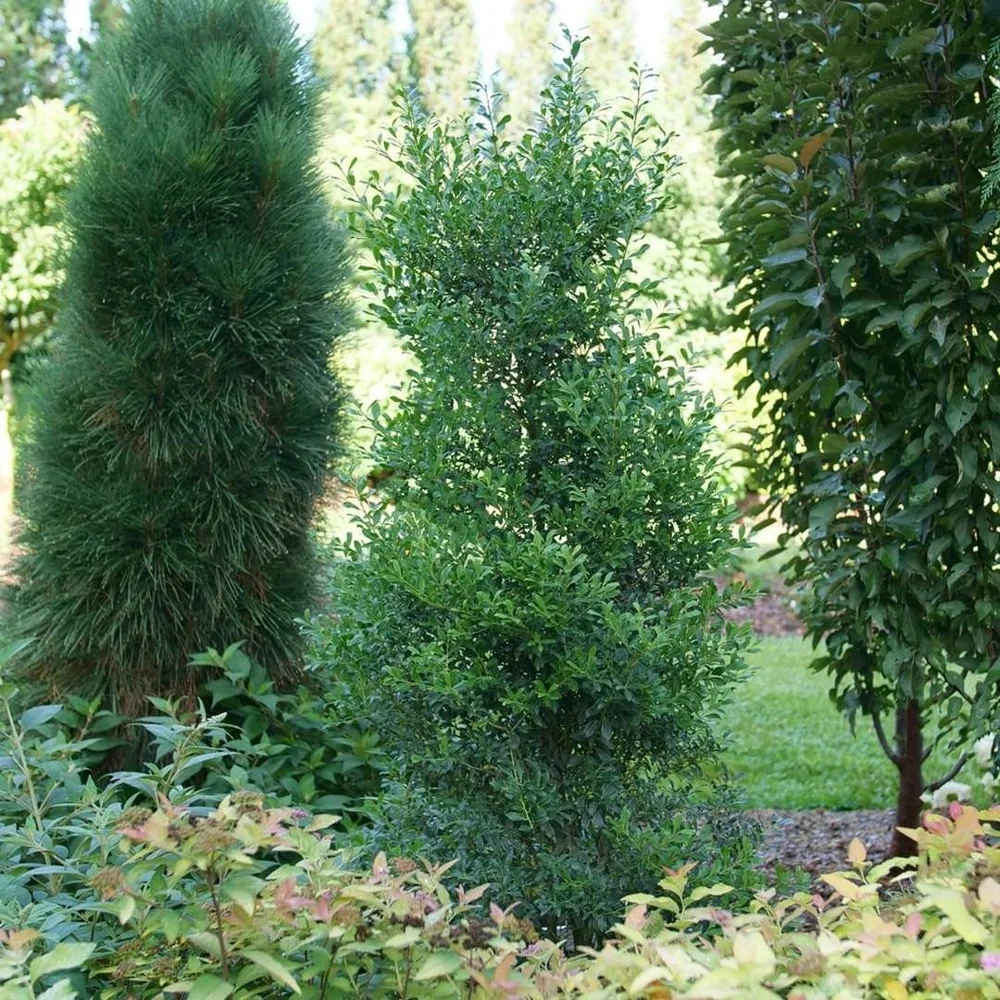 11 Wet Soil Shrubs That Absorb Water (Including Evergreens) — Plant and ...