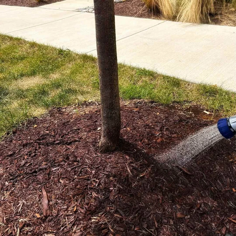How to Water a Tree — Plant and Bloom Design Studio