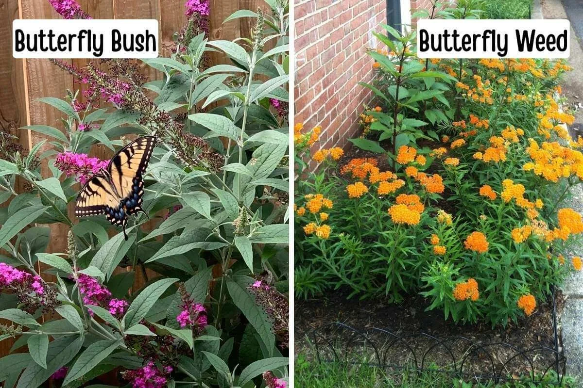 Butterfly Bush Vs Butterfly Weed