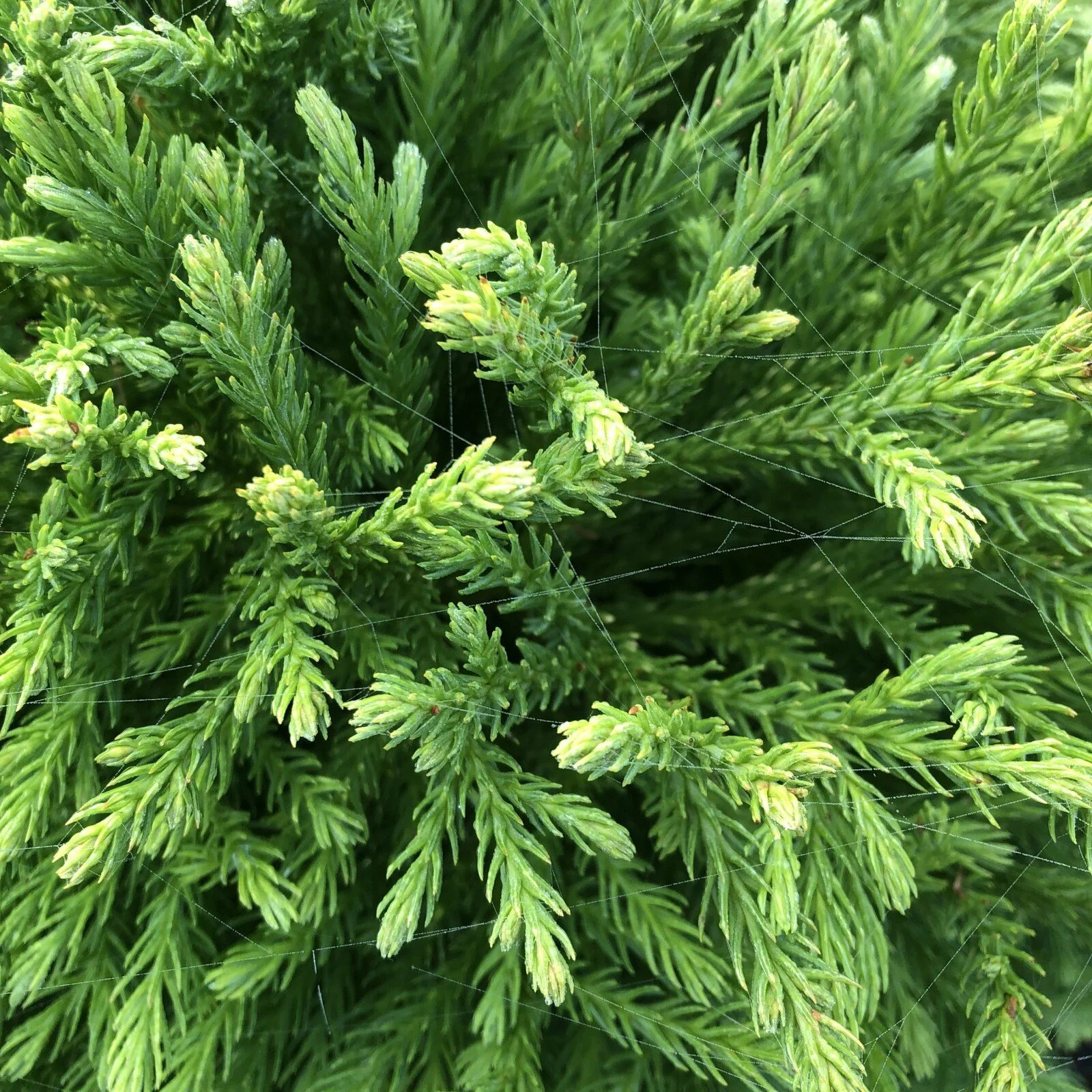 Dwarf Japanese Cedar (Cryptomeria japonica 'Globosa nana') — Plant and ...
