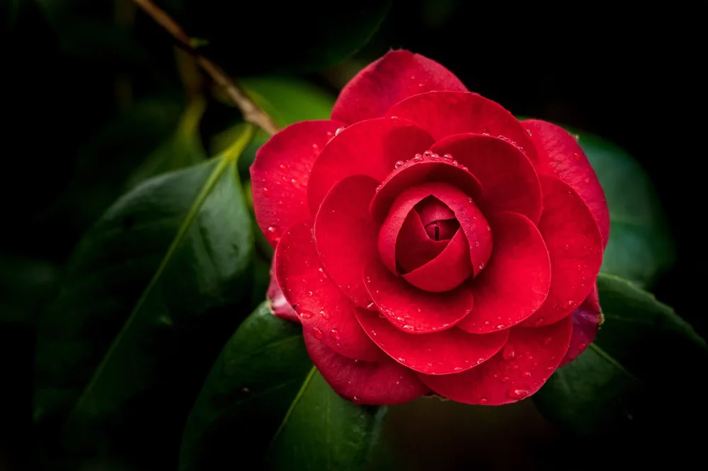 Japanese Camellia (Camellia japonica) — Plant and Bloom Design Studio