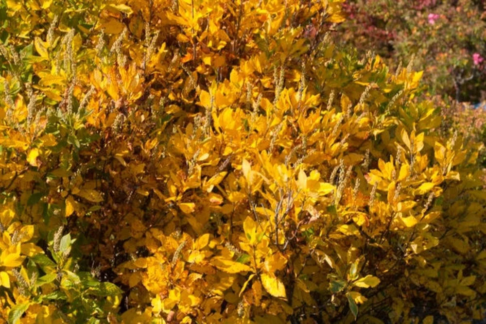 Ruby Spice Summersweet — Plant and Bloom Design Studio