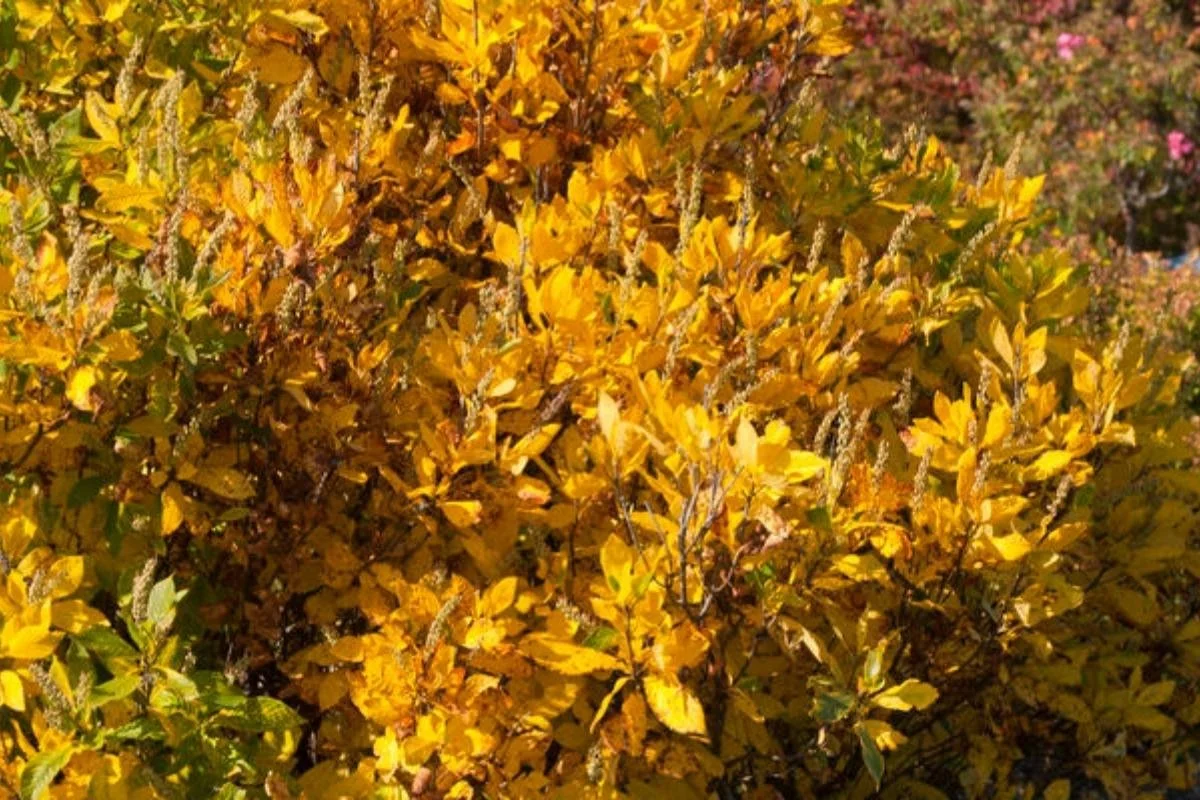 Ruby Spice Summersweet — Plant and Bloom Design Studio