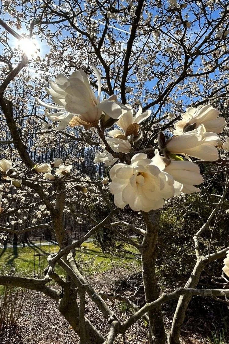 The Star Magnolia Tree — Plant and Bloom Design Studio