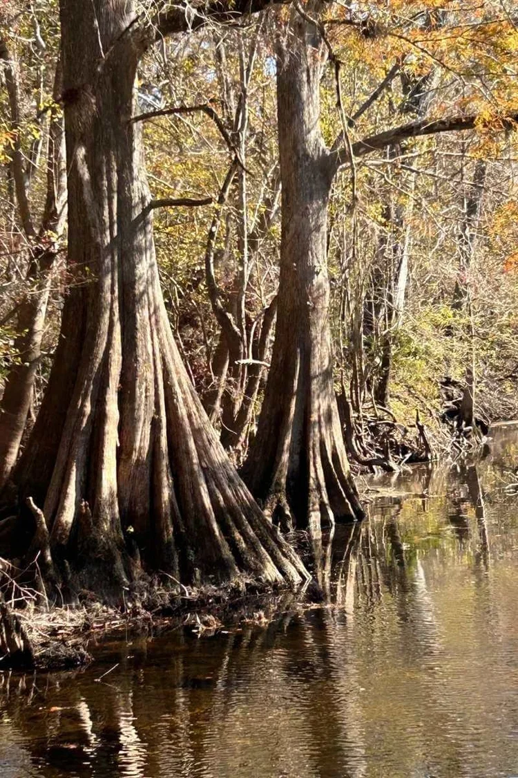 The Bald Cypress Tree — Plant and Bloom Design Studio