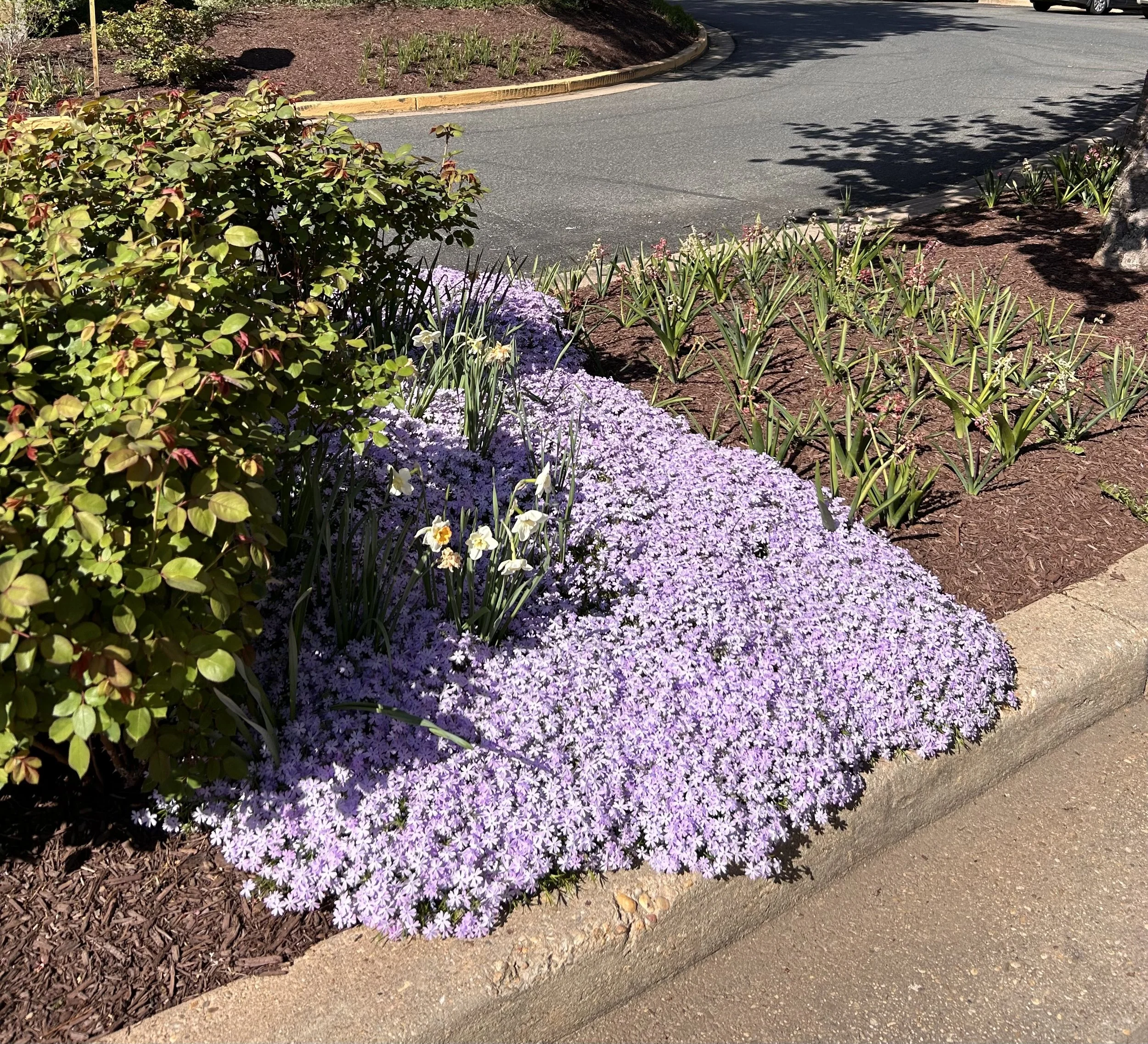 Emerald Blue Creeping Phlox (Phlox subulata 'Emerald Blue') — Plant and ...