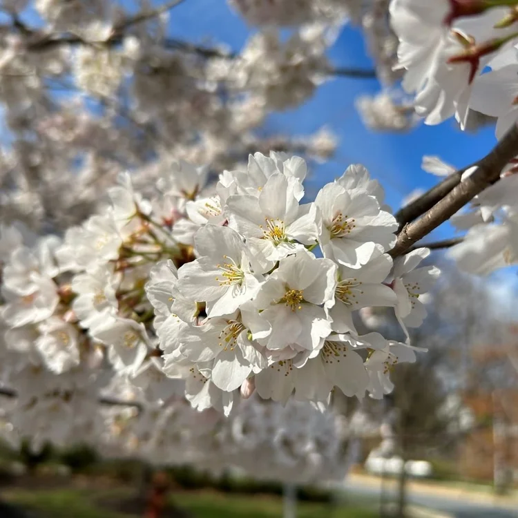 Yoshino Cherry Tree — Plant and Bloom Design Studio