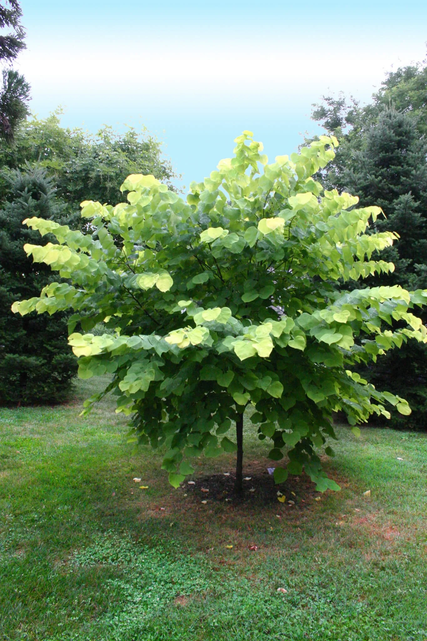 Which Redbud Tree is Best? — Plant and Bloom Design Studio