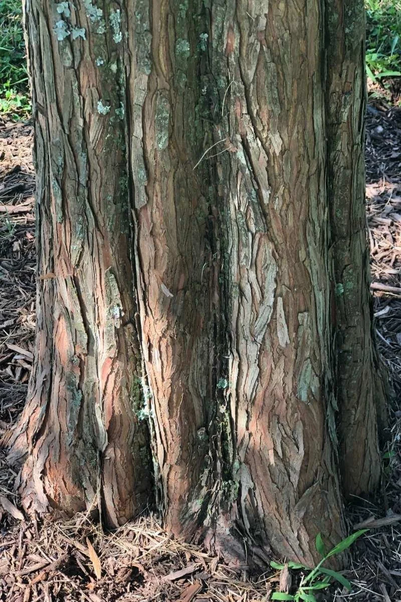 The Bald Cypress Tree — Plant and Bloom Design Studio