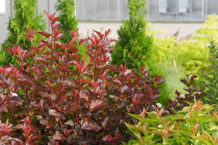 10 Fall Bushes That Turn Red — Plant and Bloom Design Studio