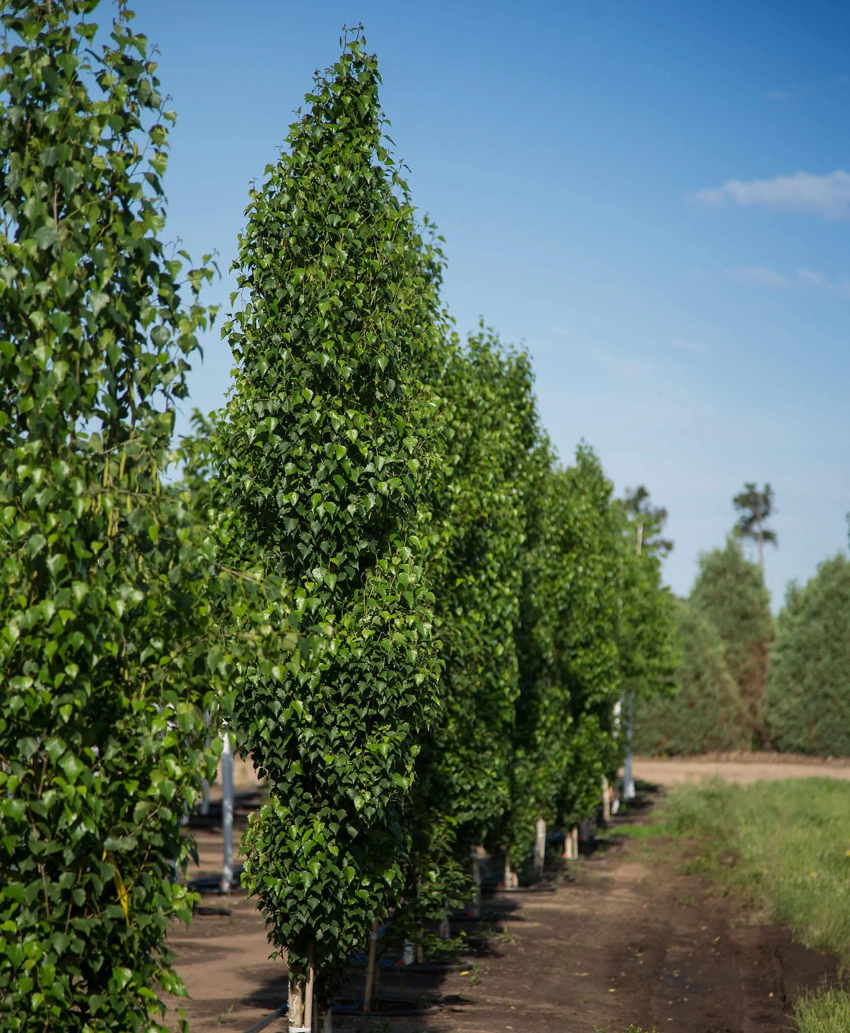10 Tall Narrow Plants — Plant and Bloom Design Studio