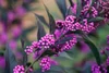10 Goth Garden Plants: Dark Foliage Picks for a Moody Garden — Plant ...