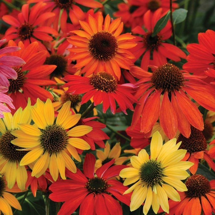 Cheyenne Spirit Coneflower — Plant and Bloom Design Studio