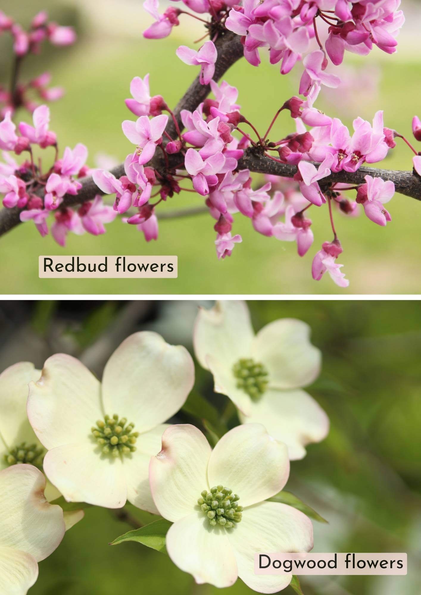 Take A Look About Dogwood Vs Redbud