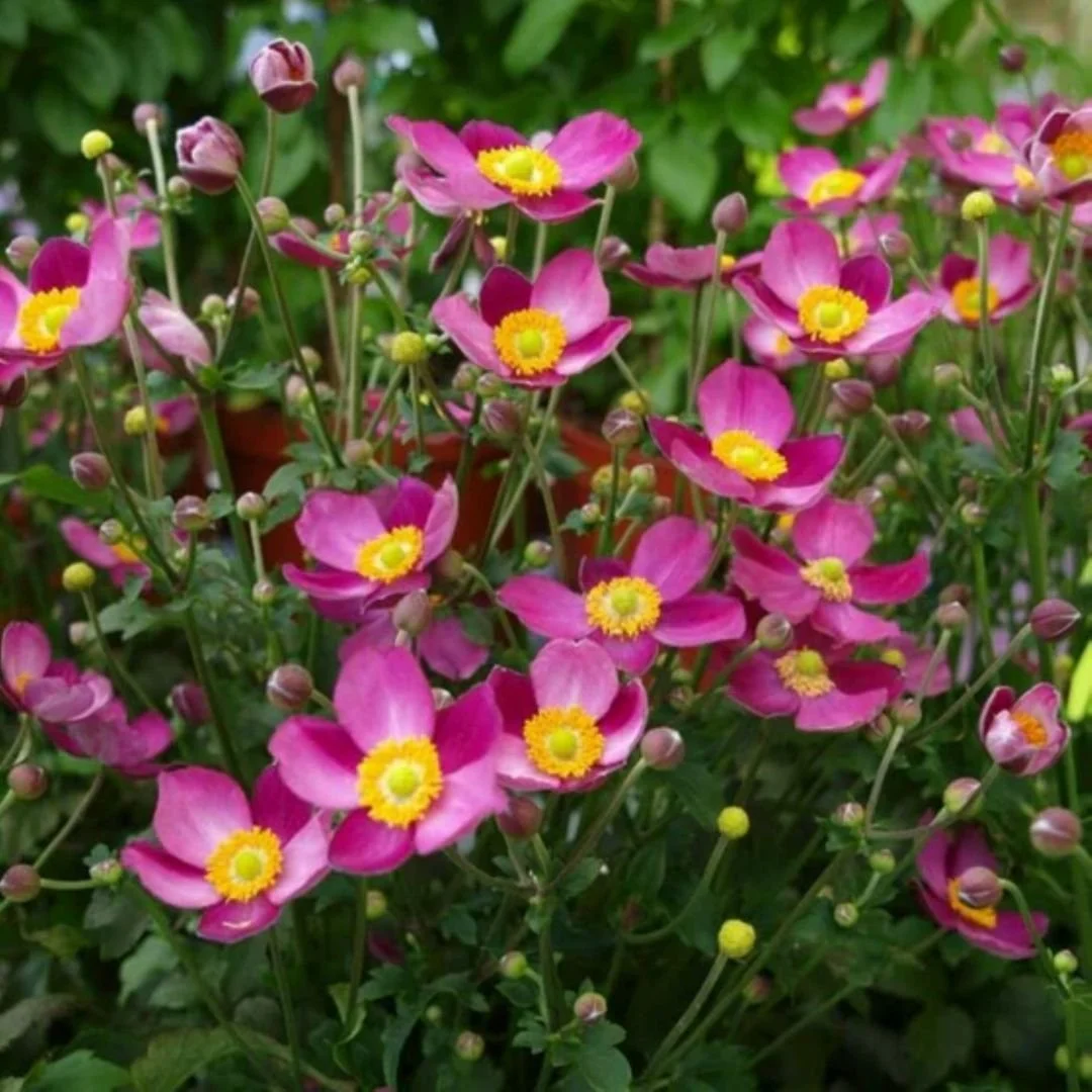 10 Fall Blooming Perennials — Plant and Bloom Design Studio