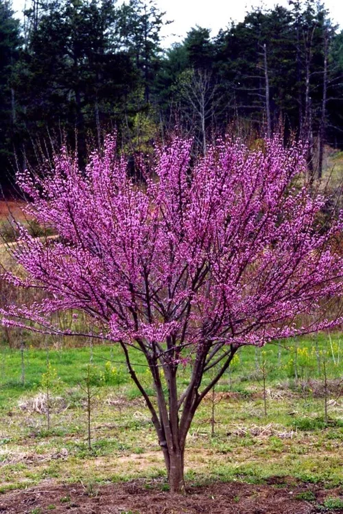10 Small Trees for Front Yard Landscaping — Plant and Bloom Design Studio