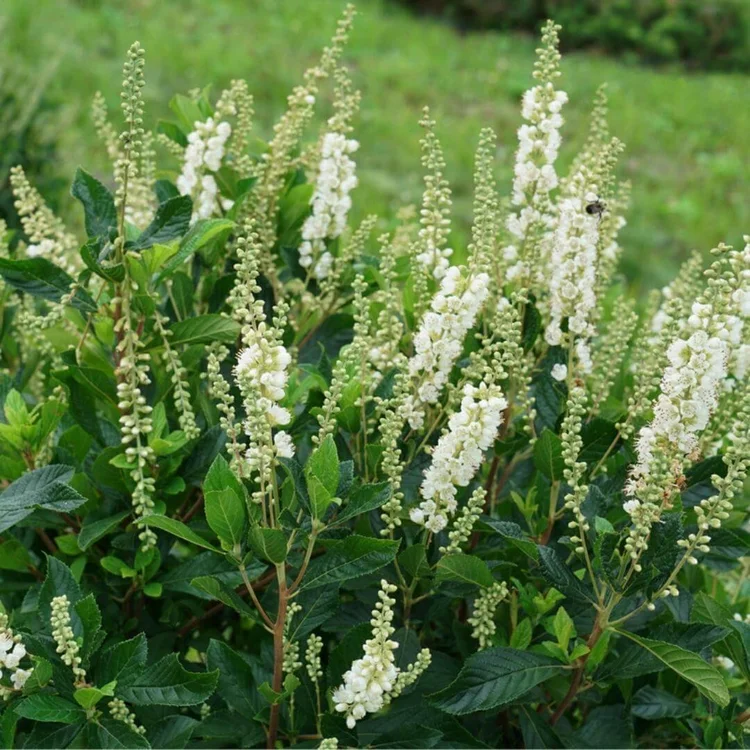 Summersweet (Clethra alnifolia): Native Shrub for Shade, Wet Soil ...