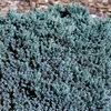 Evergreen Landscaping Shrubs — Plant and Bloom Design Studio