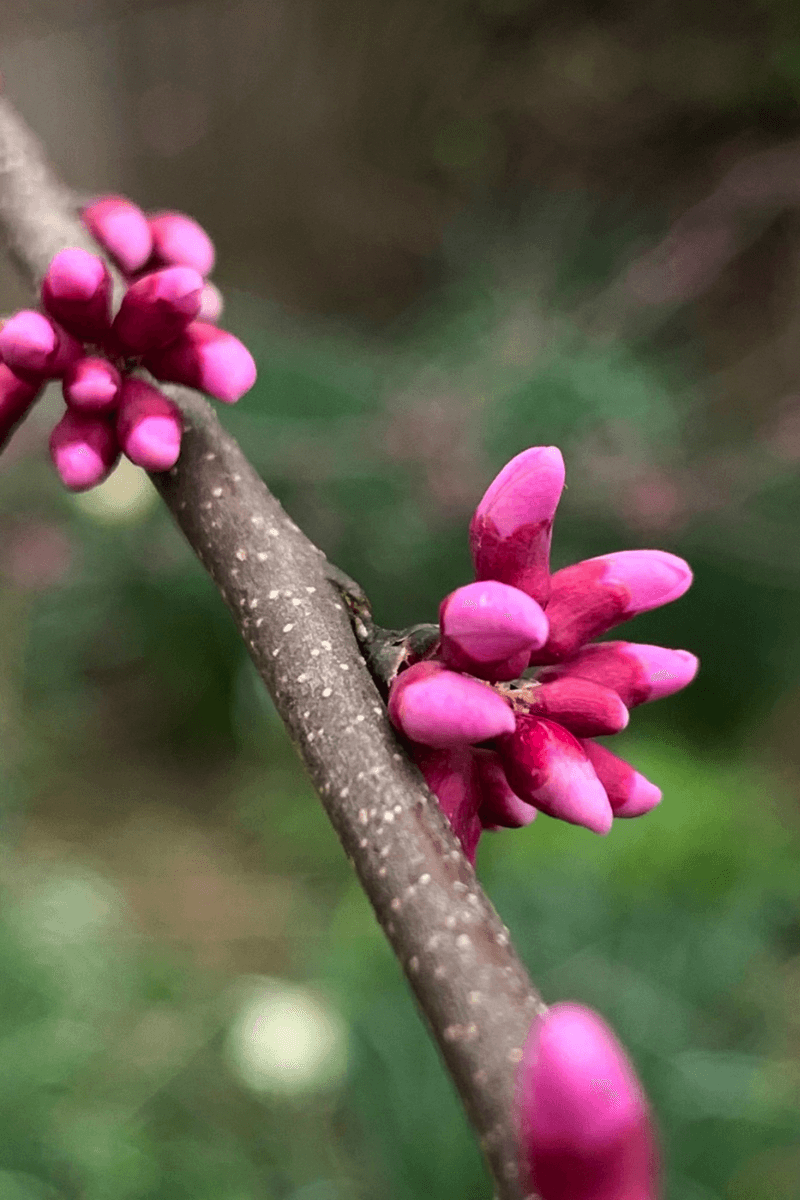 Eastern Redbud (Cercis canadensis). — Plant and Bloom Design Studio