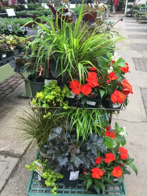 What to Plant in Shade Pots - How to Design Unique Containers — Plant ...