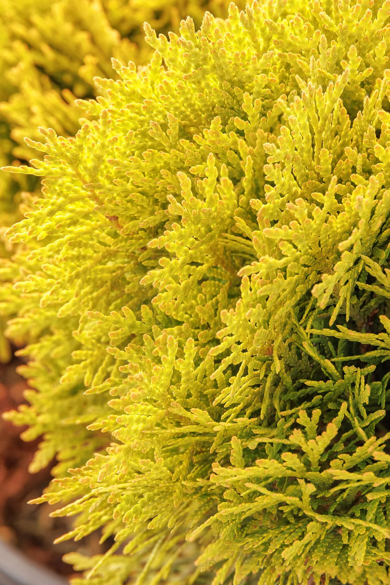 10 New Plants For 2025 — Plant and Bloom Design Studio