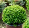 10 New Plants for 2025 — Plant and Bloom Design Studio