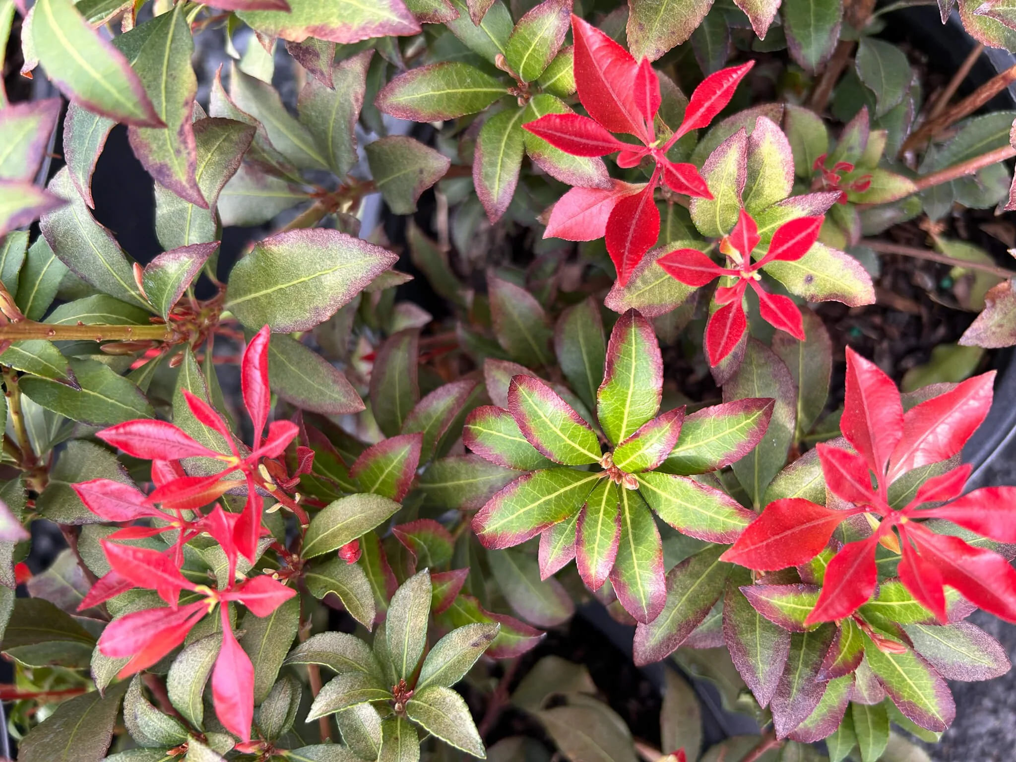 Japanese Andromeda (Pieris japonica) — Plant and Bloom Design Studio