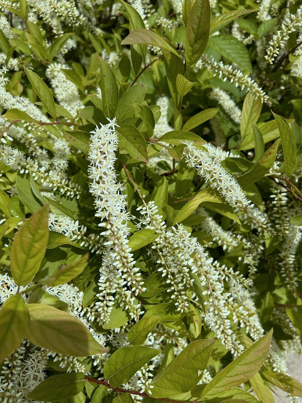 Virginia Sweetspire (Itea virginica) — Plant and Bloom Design Studio