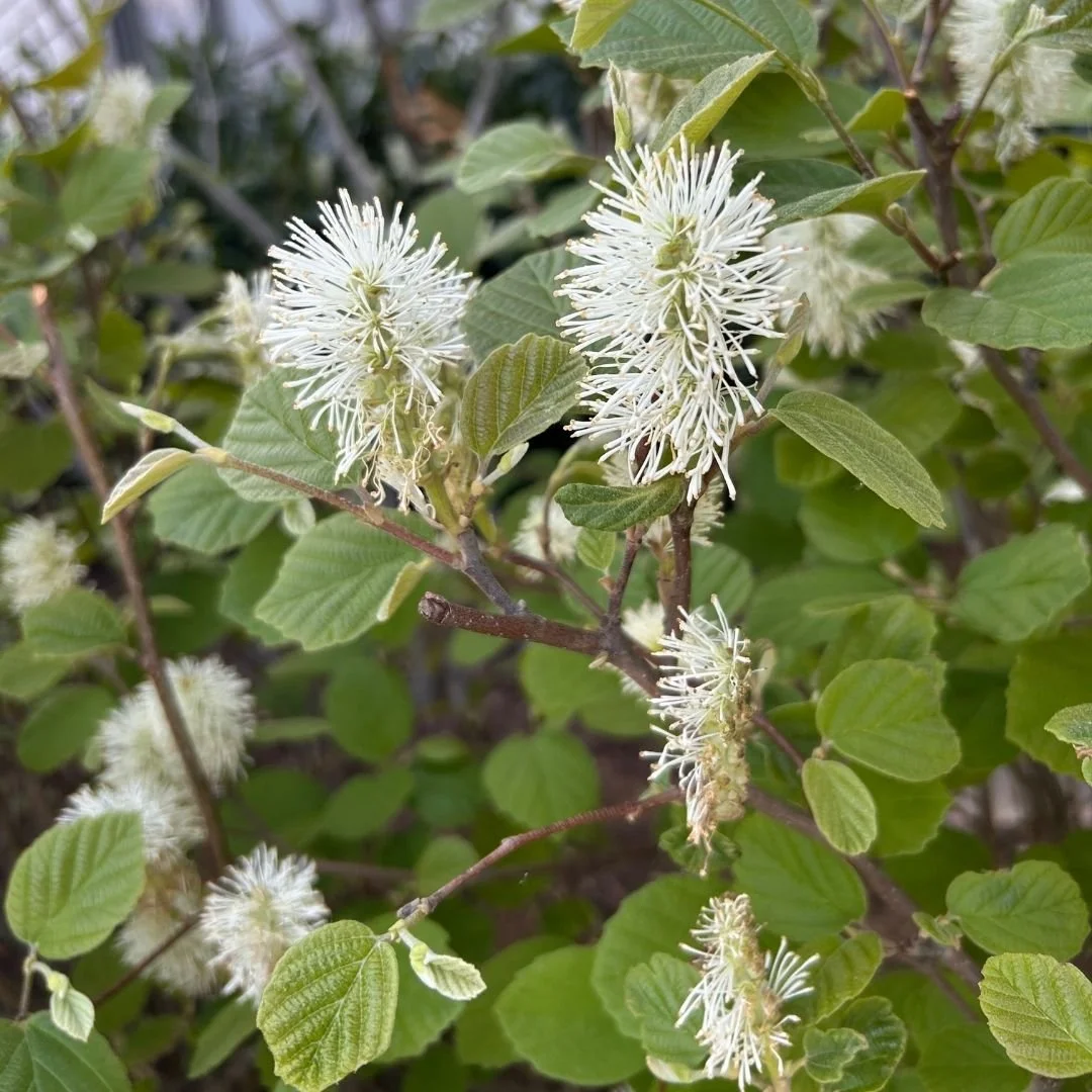 10 Fall Bushes That Turn Red — Plant and Bloom Design Studio