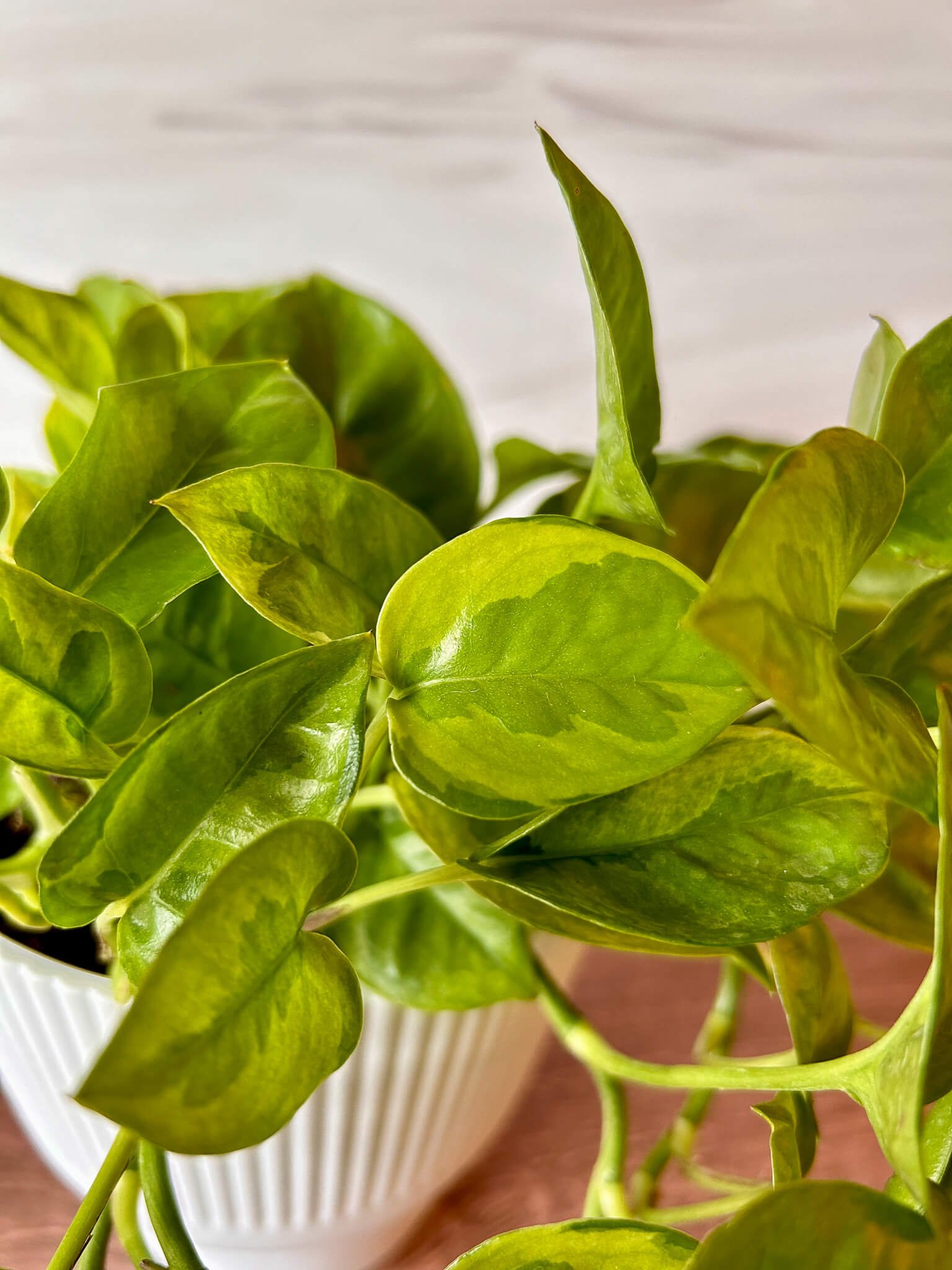 Lemon Meringue Pothos (Epipremnum aureum 'Lemon Meringue') — Plant and ...