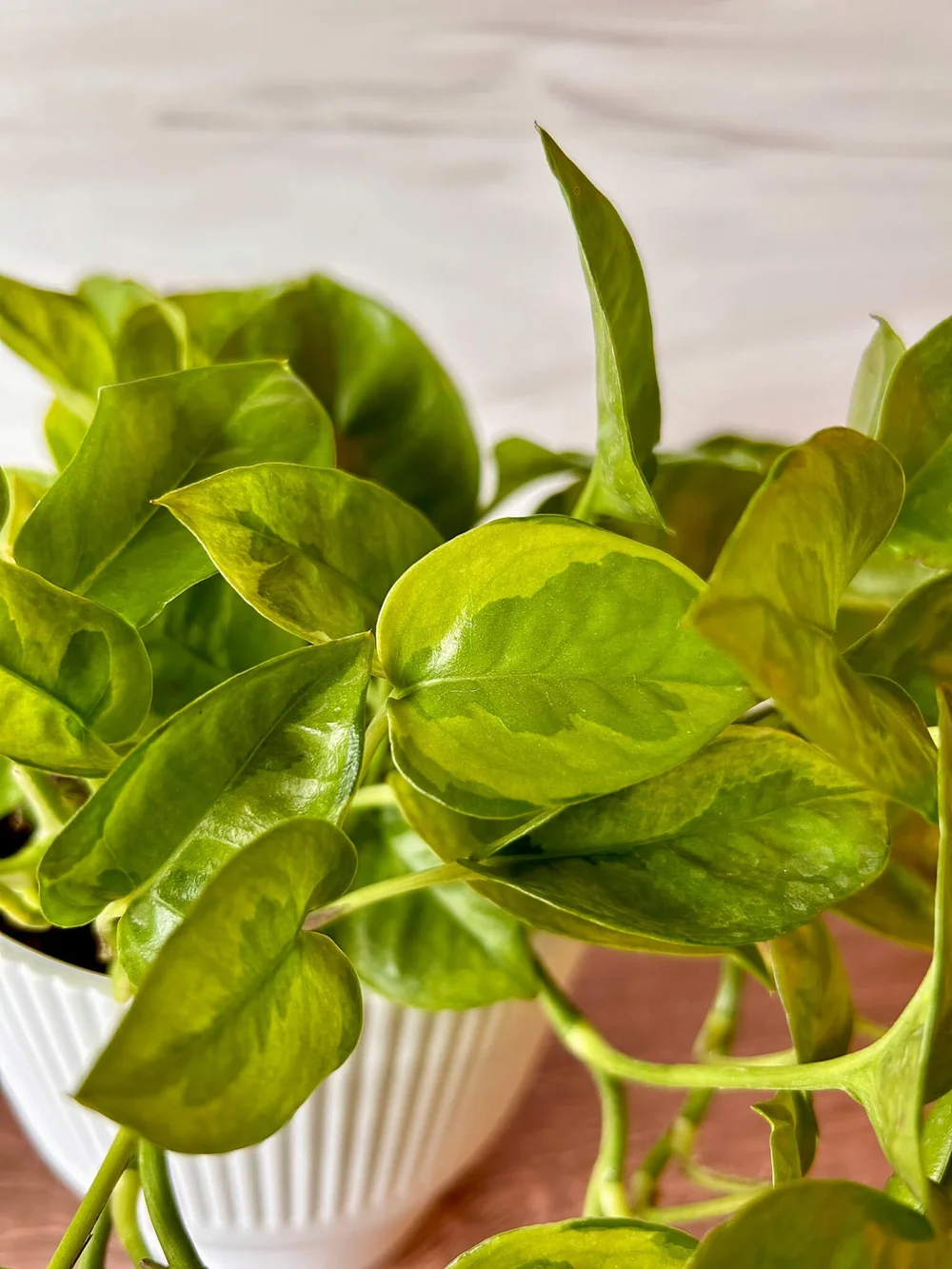 Lemon Meringue Pothos (Epipremnum aureum 'Lemon Meringue') — Plant and ...