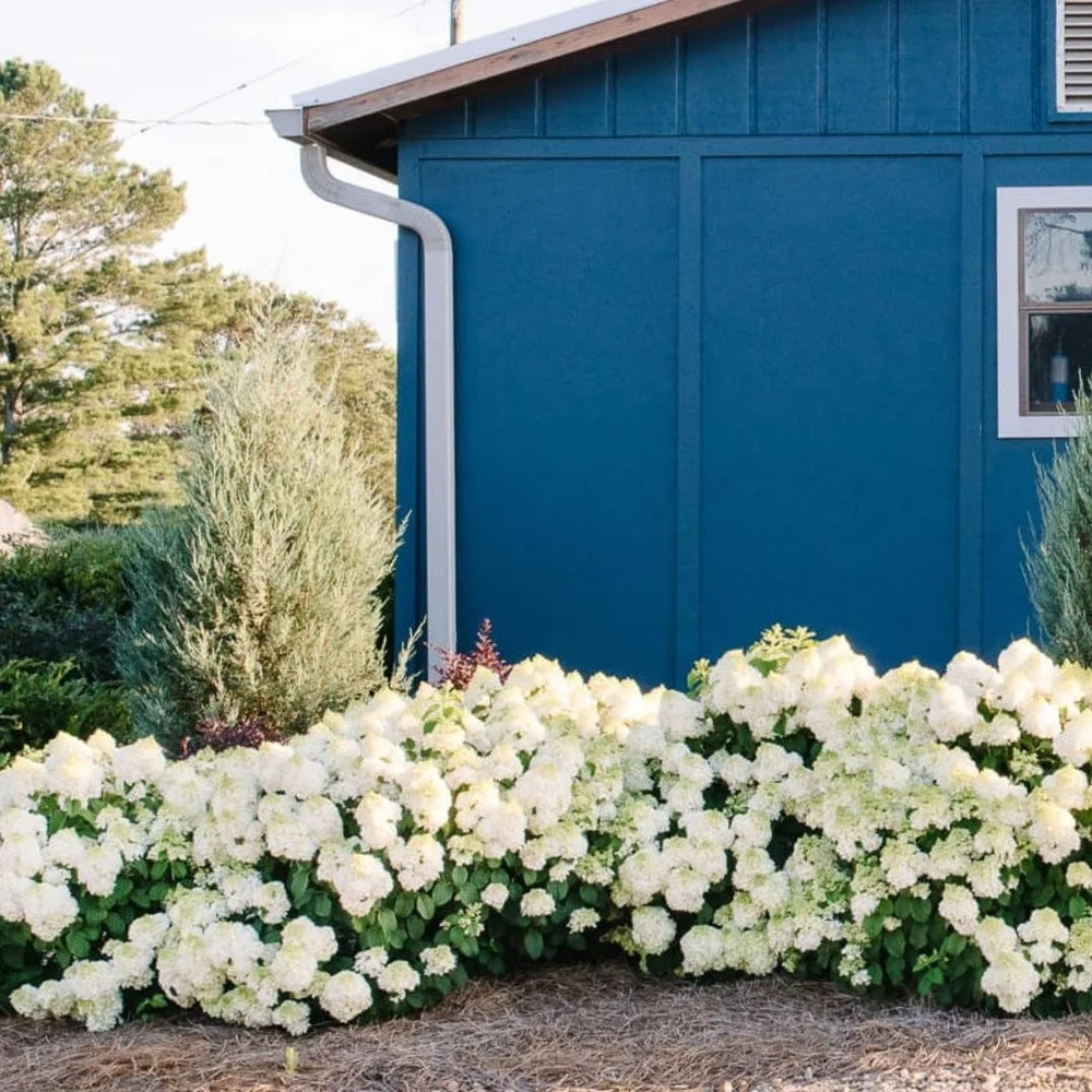 Little Hottie® Hydrangea — Plant and Bloom Design Studio