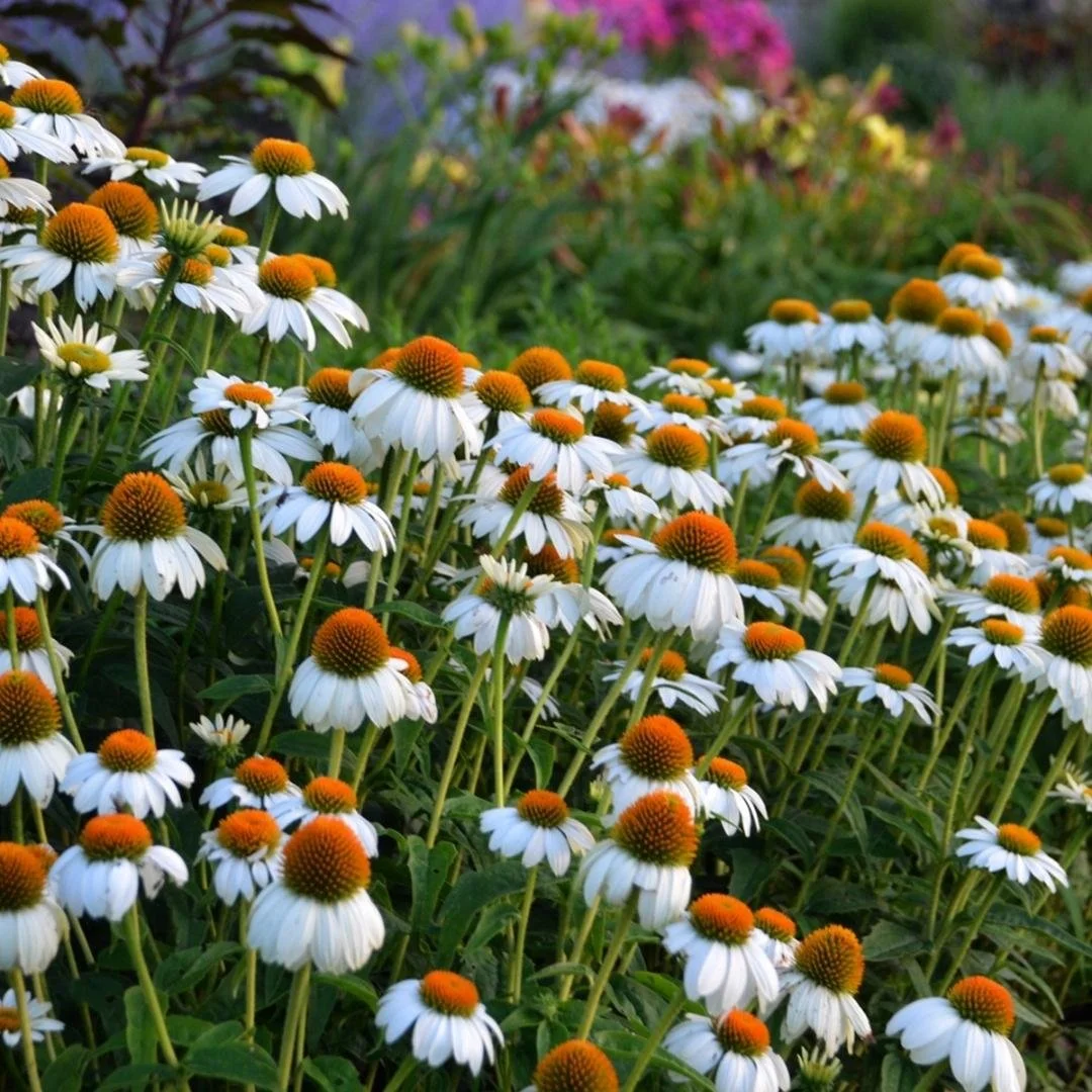 15 Colorful Echinacea Types — Plant and Bloom Design Studio