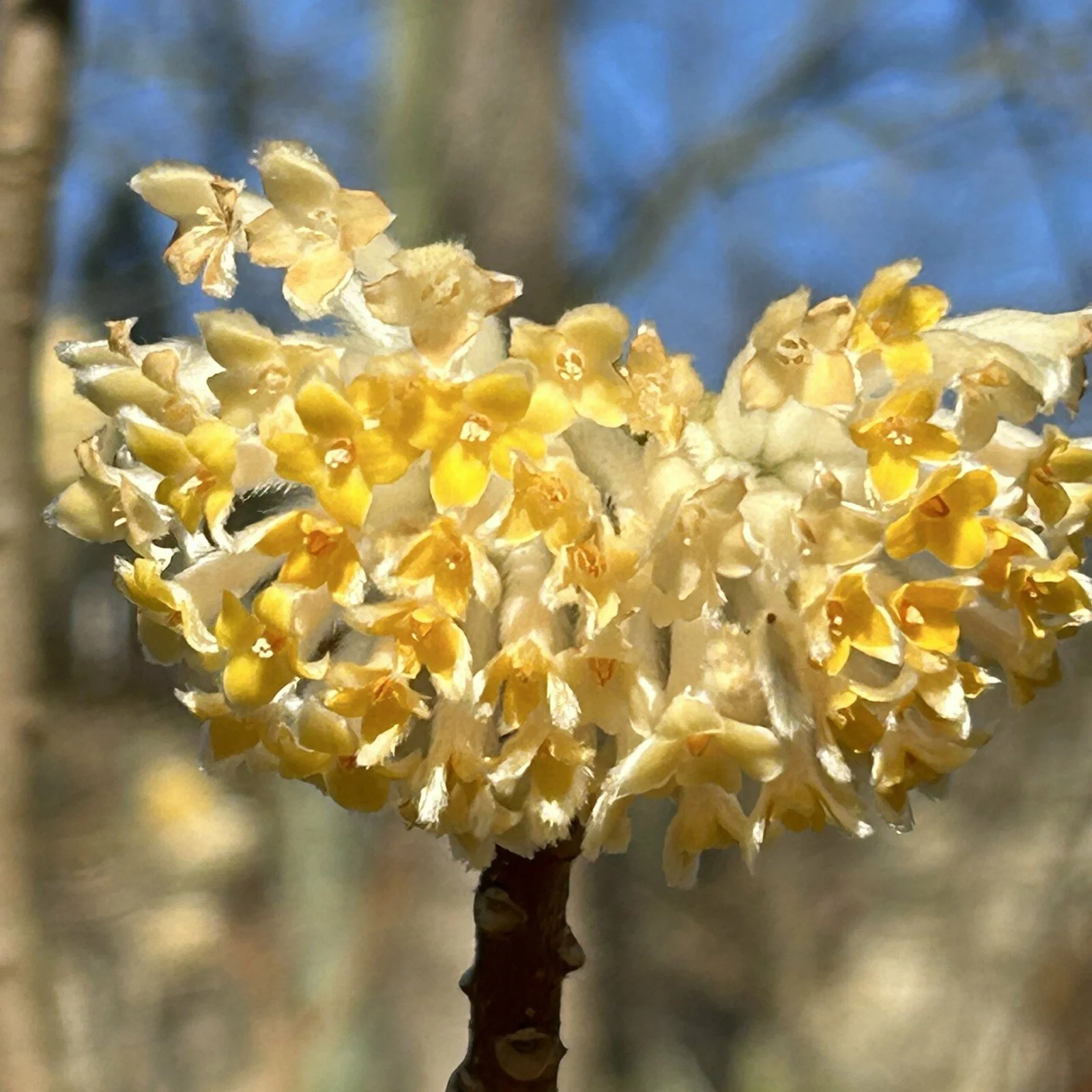 Paperbush (Edgeworthia Chrysantha) — Plant and Bloom Design Studio